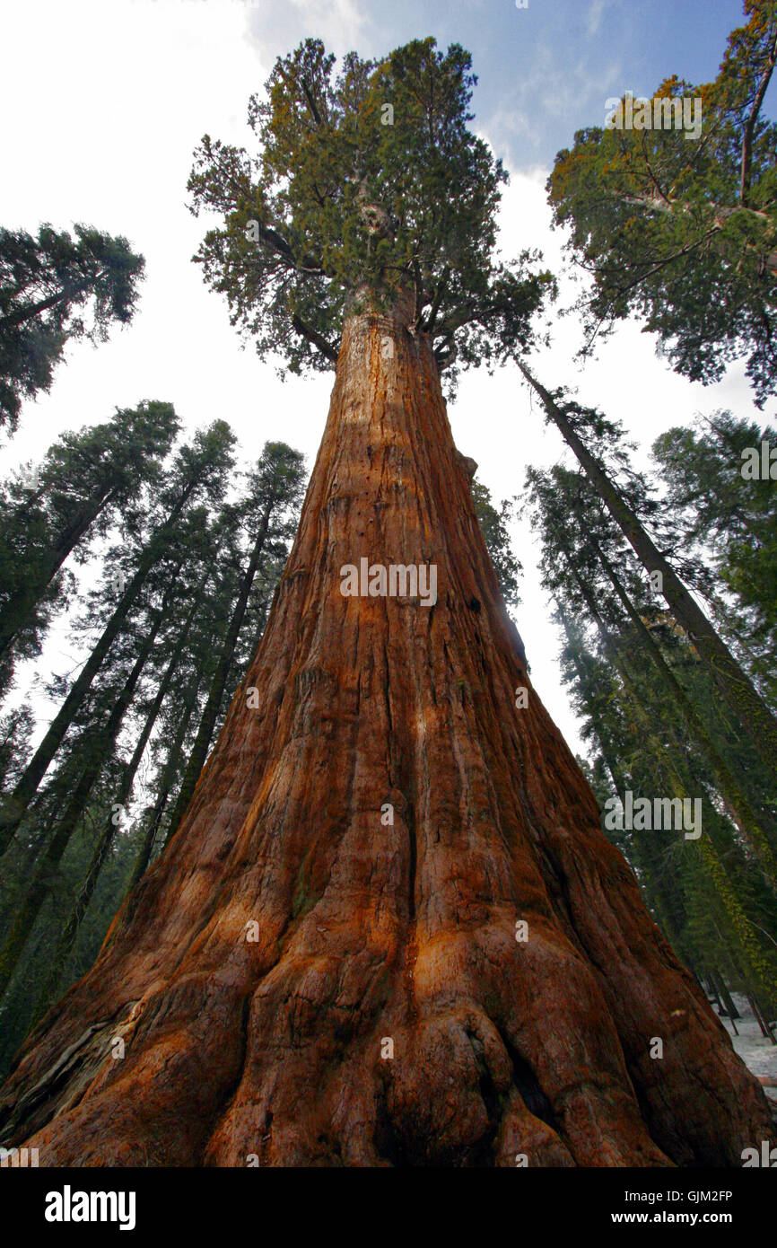 General Sherman Stockfotos und -bilder Kaufen - Alamy