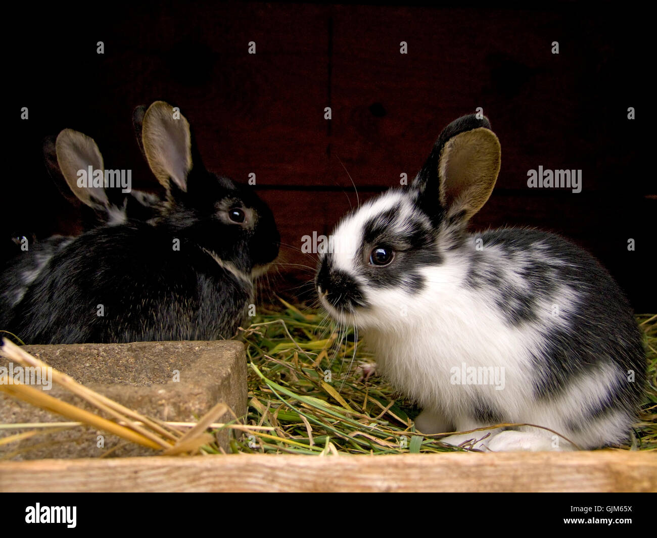 Breeding hare -Fotos und -Bildmaterial in hoher Auflösung – Alamy