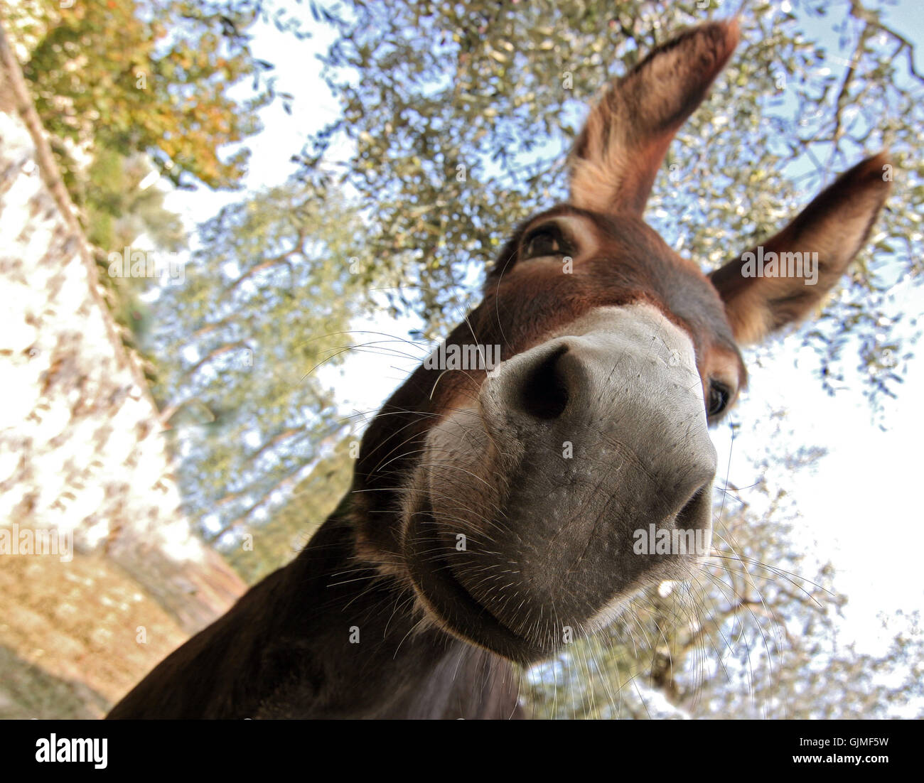 Lachender Esel Stockfotos und -bilder Kaufen - Alamy