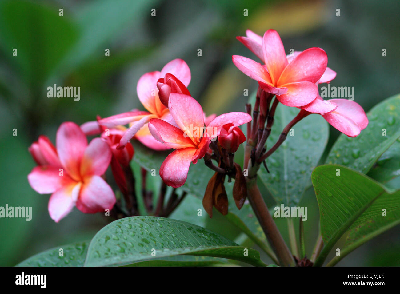 Strauch Baum Stockfotos und -bilder Kaufen - Alamy