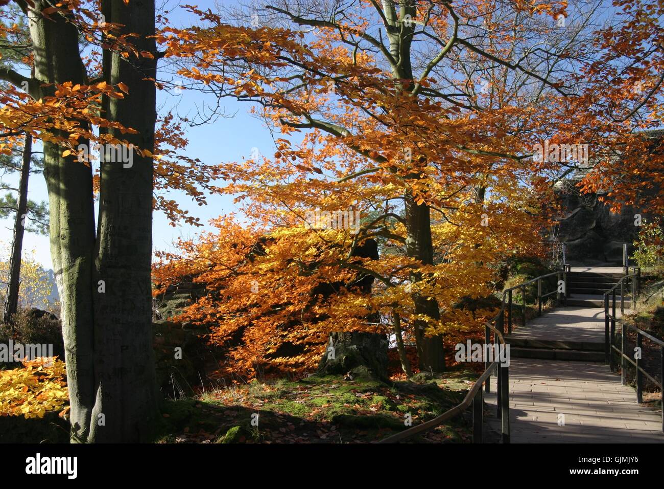 Laubbaum spaziergang -Fotos und -Bildmaterial in hoher Auflösung – Alamy