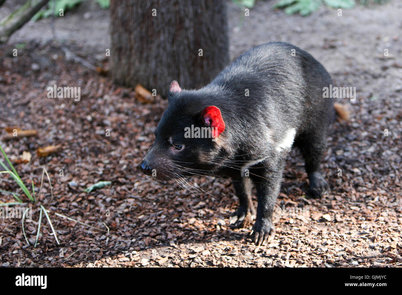 Seltene tierarten -Fotos und -Bildmaterial in hoher Auflösung – Alamy