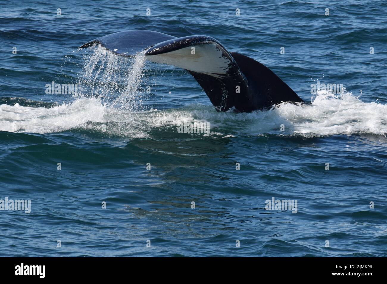 Humpback whale national marine sanctuary -Fotos und -Bildmaterial in ...