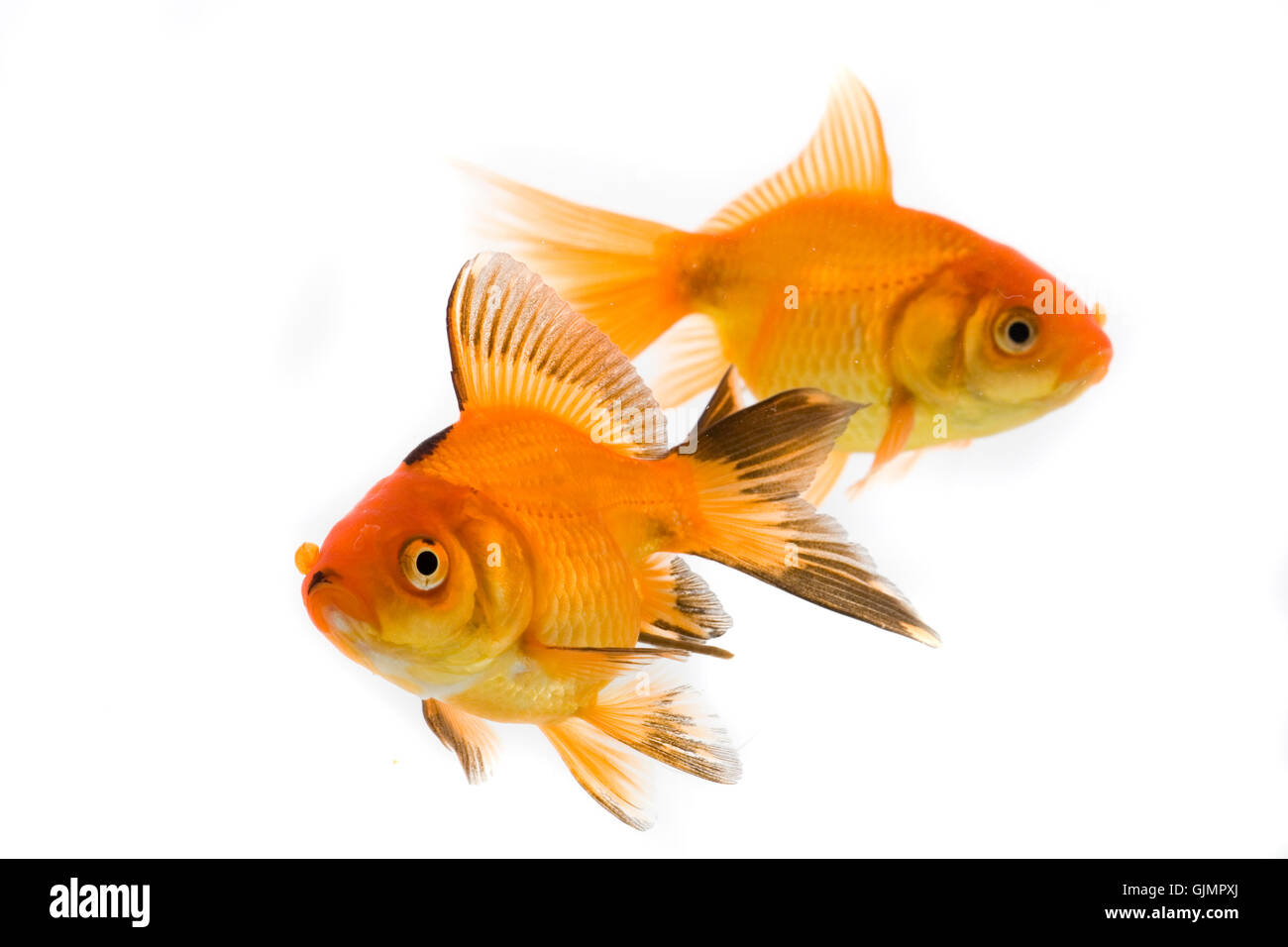 Fauler fisch -Fotos und -Bildmaterial in hoher Auflösung – Alamy