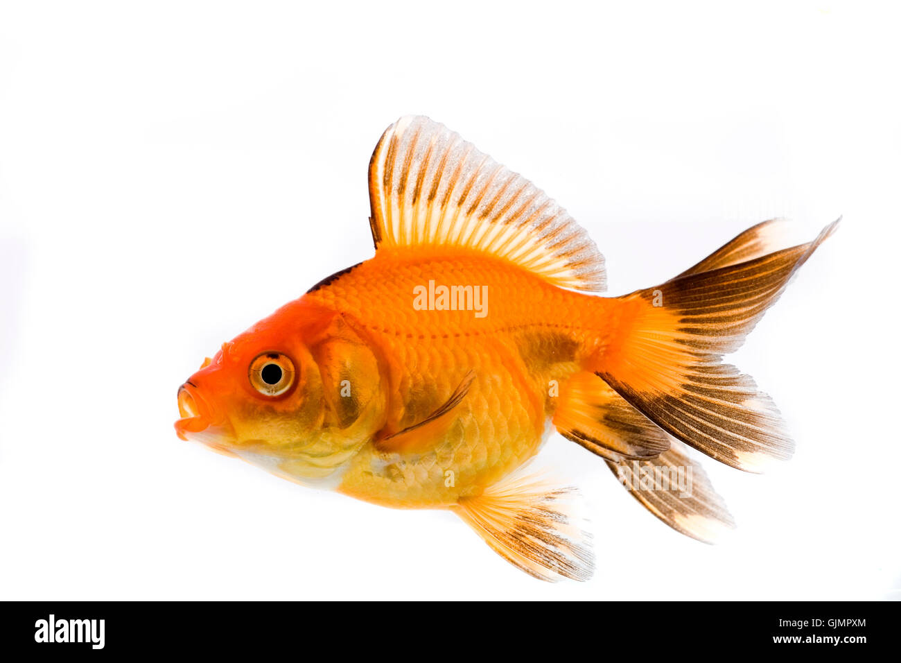 Fauler fisch -Fotos und -Bildmaterial in hoher Auflösung – Alamy