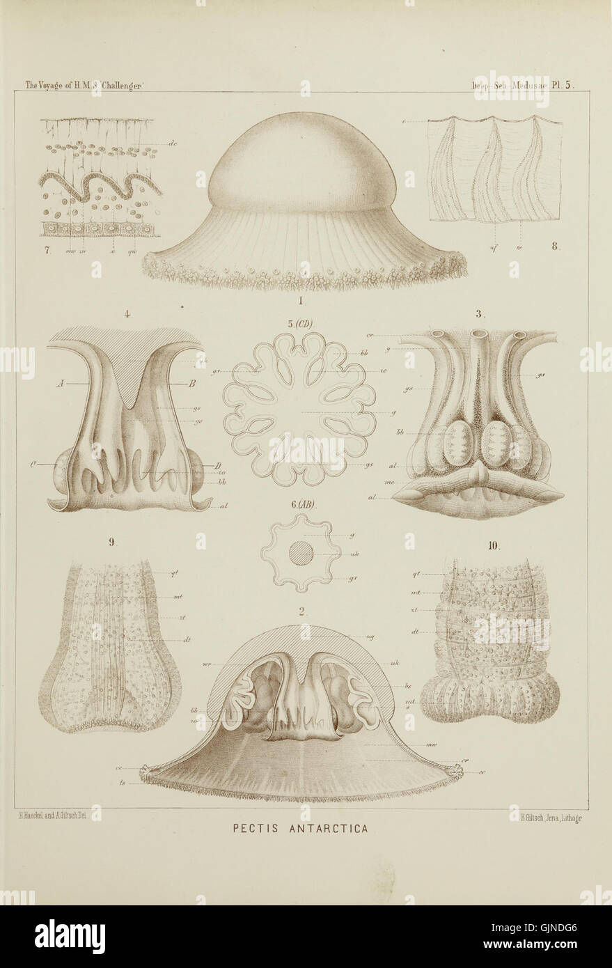 Diese wissenschaftliche Illustration zeigt verschiedene Quallenarten ...