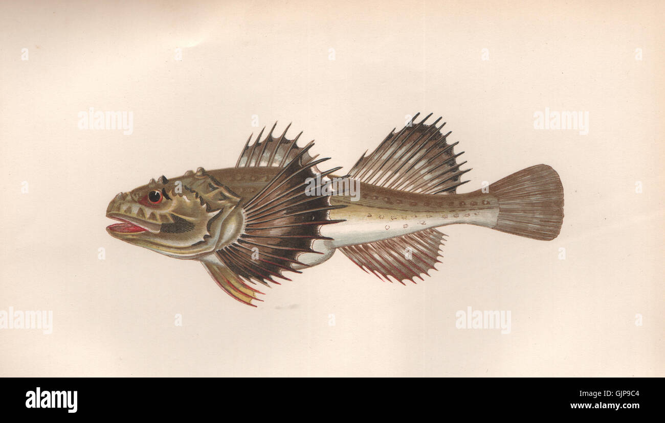 Cottus quadricornis -Fotos und -Bildmaterial in hoher Auflösung – Alamy