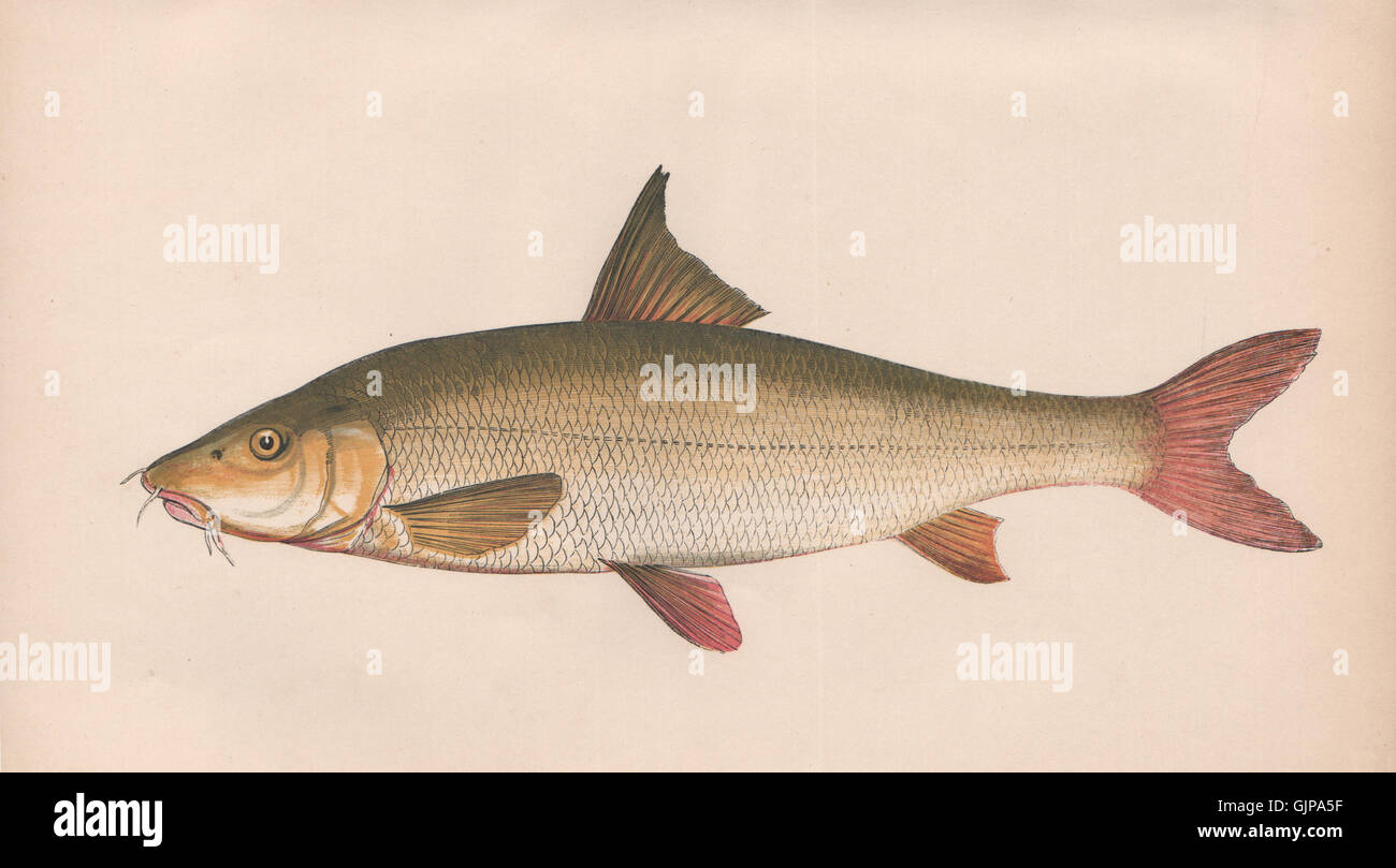 Cyprinus barbus -Fotos und -Bildmaterial in hoher Auflösung – Alamy