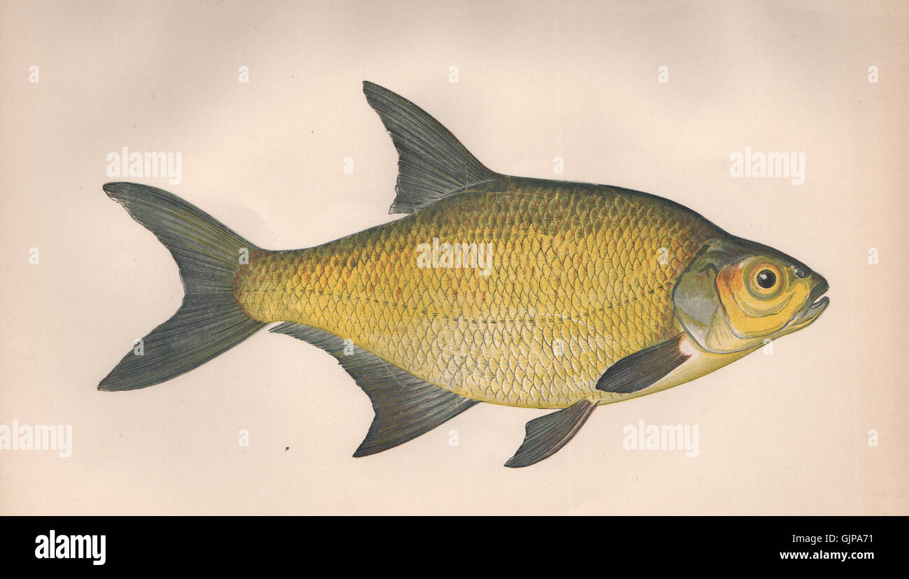 Abramis vulgaris -Fotos und -Bildmaterial in hoher Auflösung – Alamy