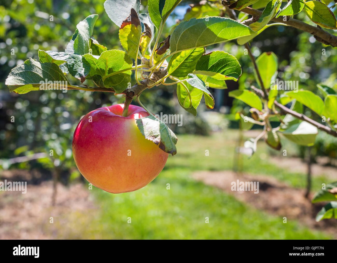 Apfel fallender zweig -Fotos und -Bildmaterial in hoher Auflösung – Alamy
