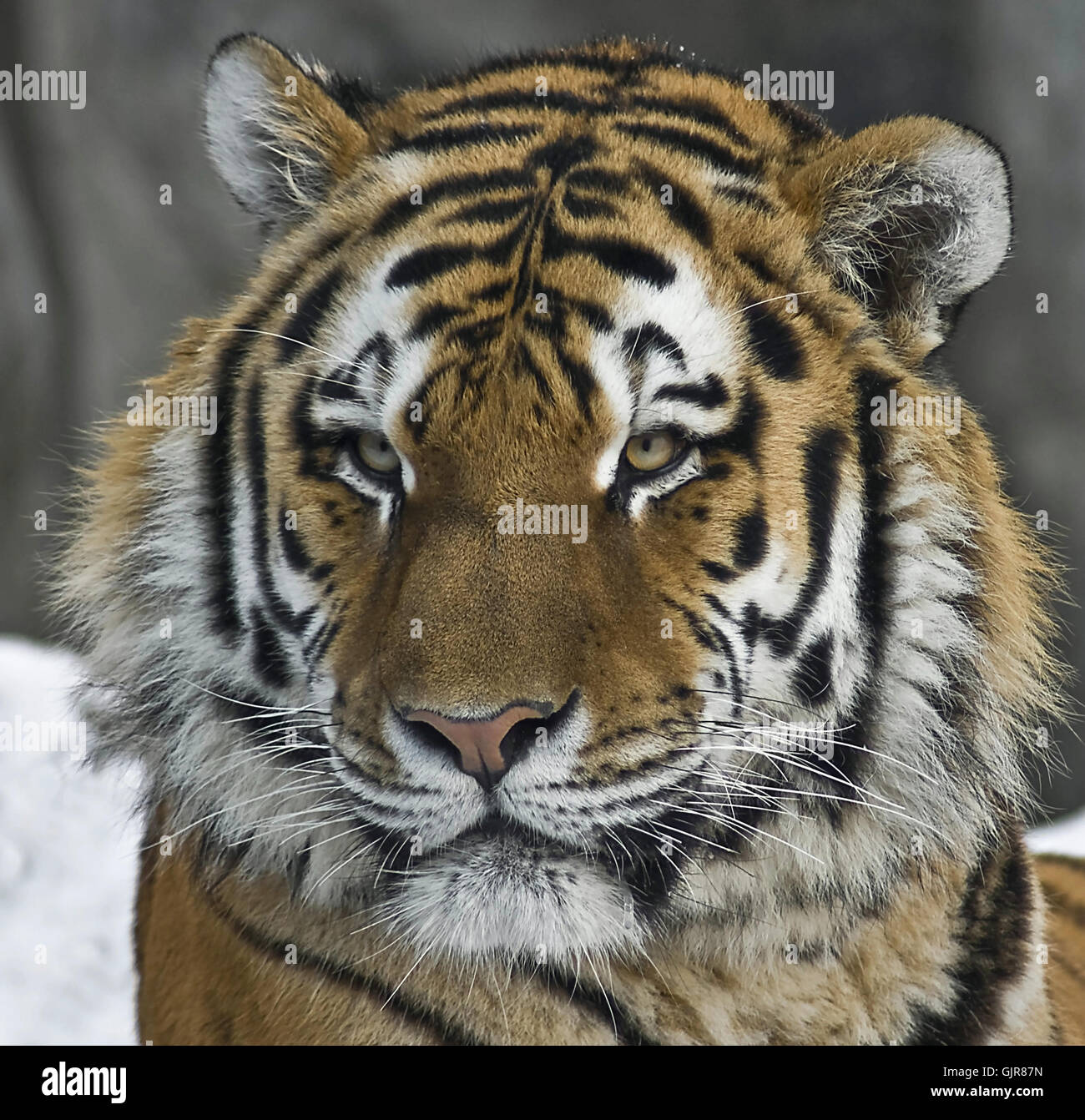 Genaues Fiel Stockfotos und -bilder Kaufen - Alamy