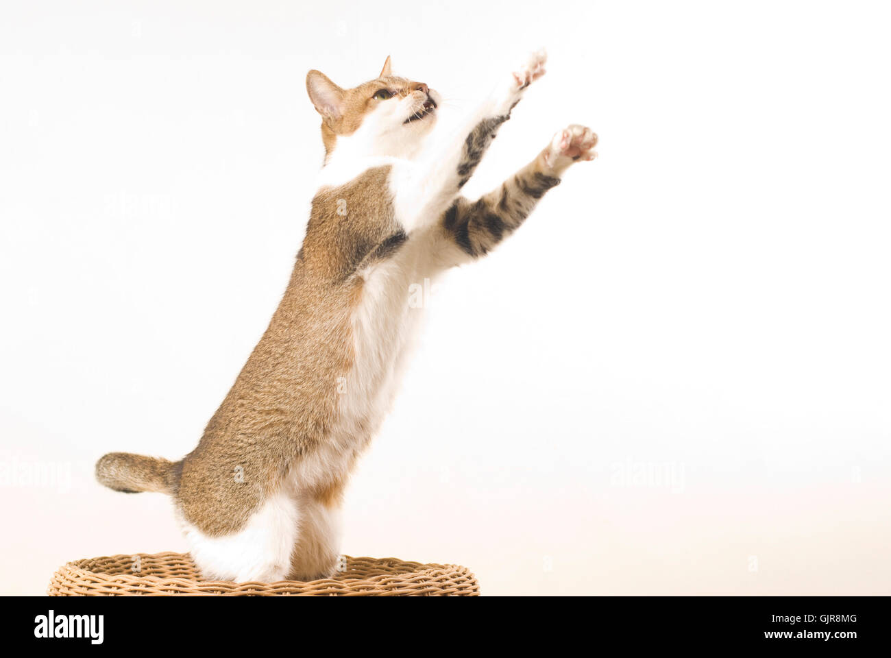 Katze sprang auf -Fotos und -Bildmaterial in hoher Auflösung – Alamy