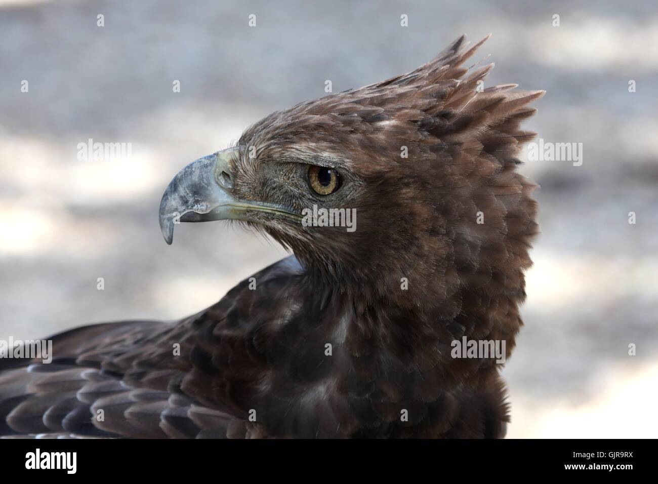 Crest symbol -Fotos und -Bildmaterial in hoher Auflösung – Alamy