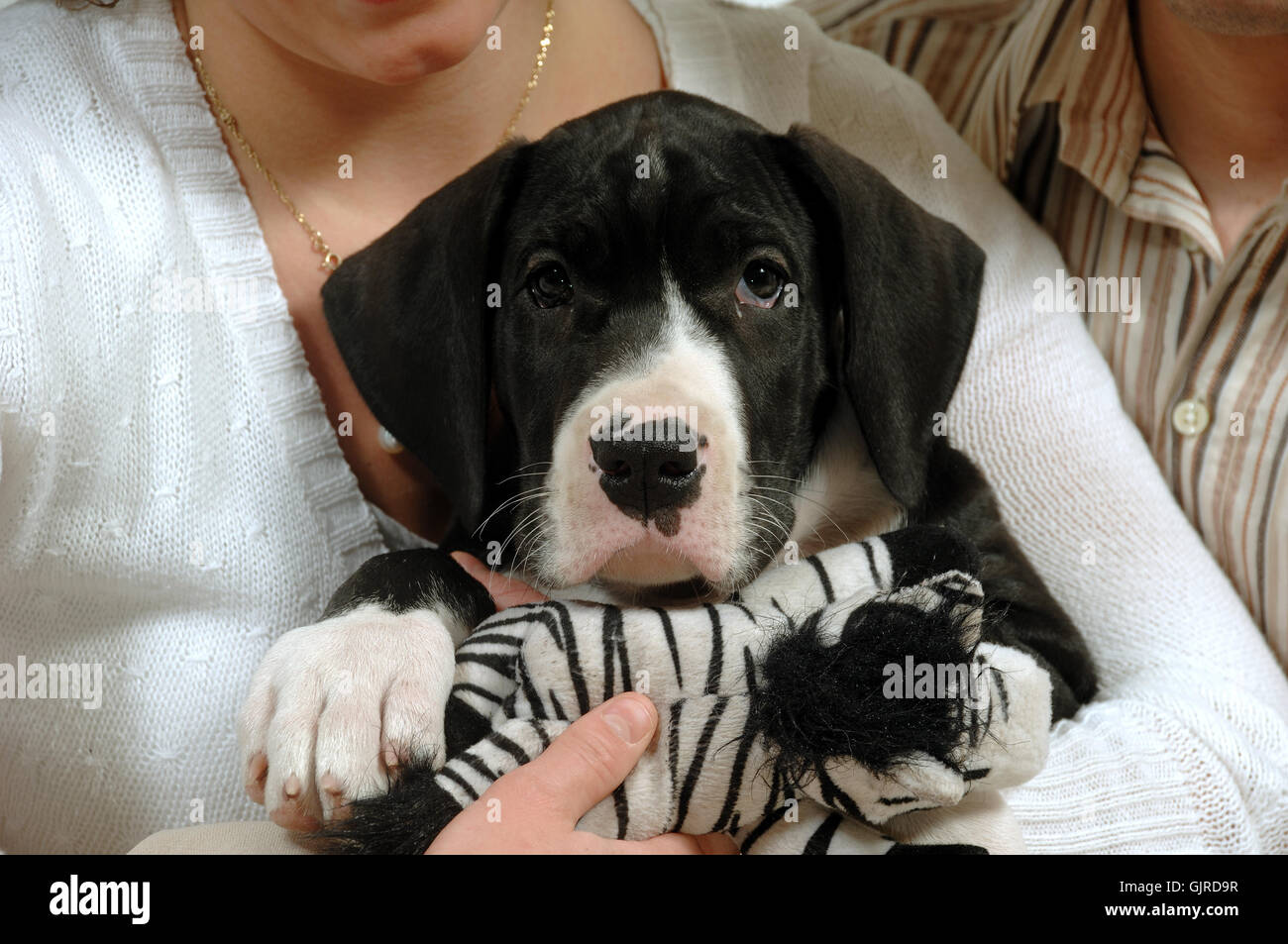 Dogge harlekin rest -Fotos und -Bildmaterial in hoher Auflösung – Alamy