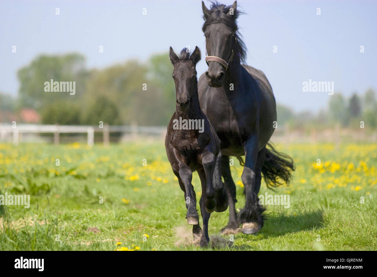 Friesen pferd -Fotos und -Bildmaterial in hoher Auflösung – Alamy