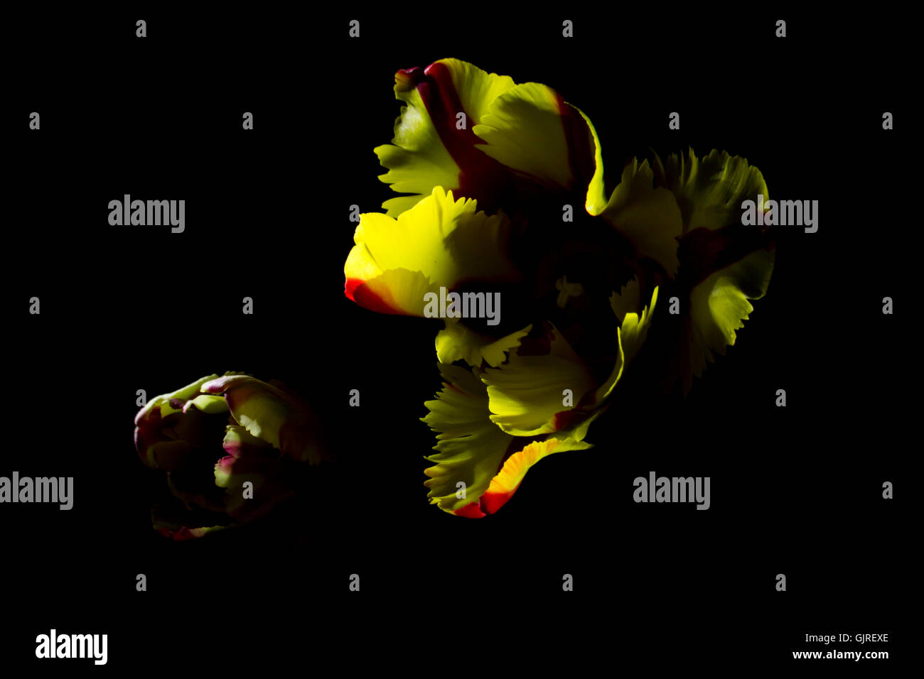 Tulpe knospe hintergrund -Fotos und -Bildmaterial in hoher Auflösung – Alamy