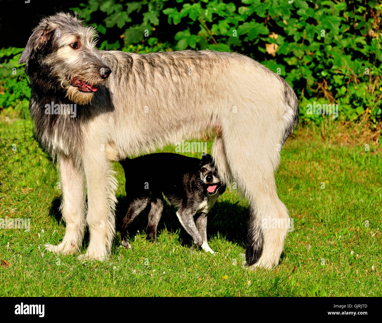 Wolfhound welpe -Fotos und -Bildmaterial in hoher Auflösung – Alamy