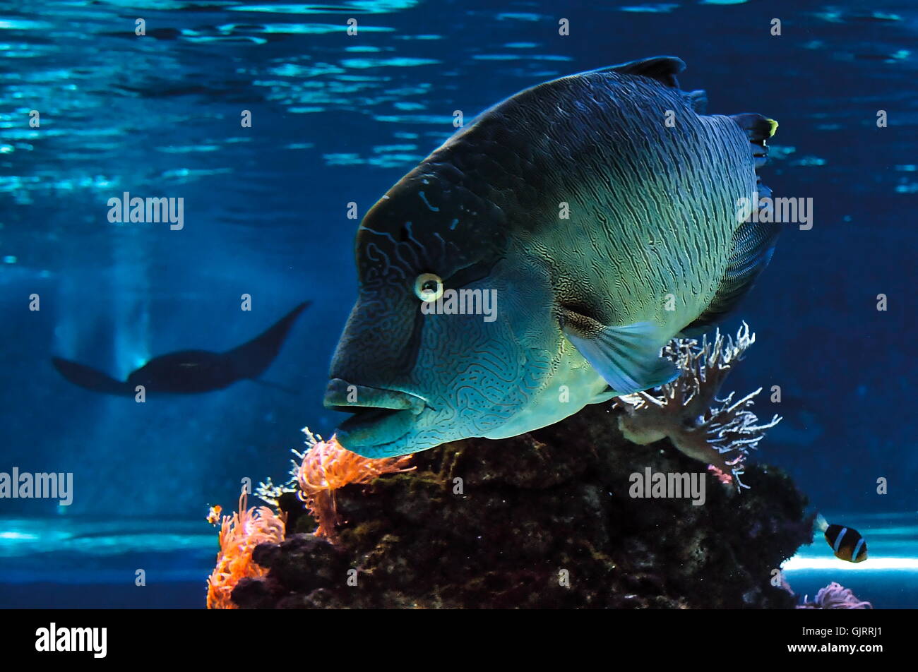 Napoleon Fisch Stockfotos und -bilder Kaufen - Alamy