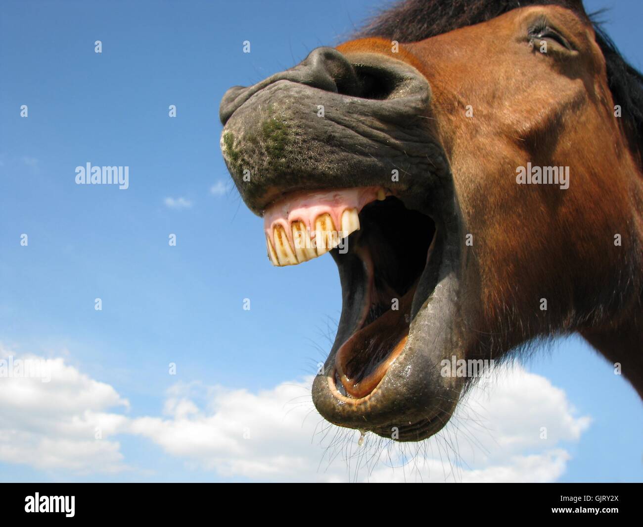 Offenes maul -Fotos und -Bildmaterial in hoher Auflösung – Alamy