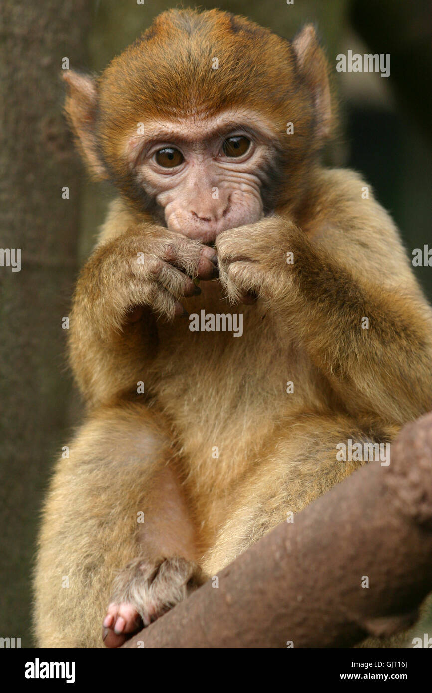 Affe finger -Fotos und -Bildmaterial in hoher Auflösung – Alamy