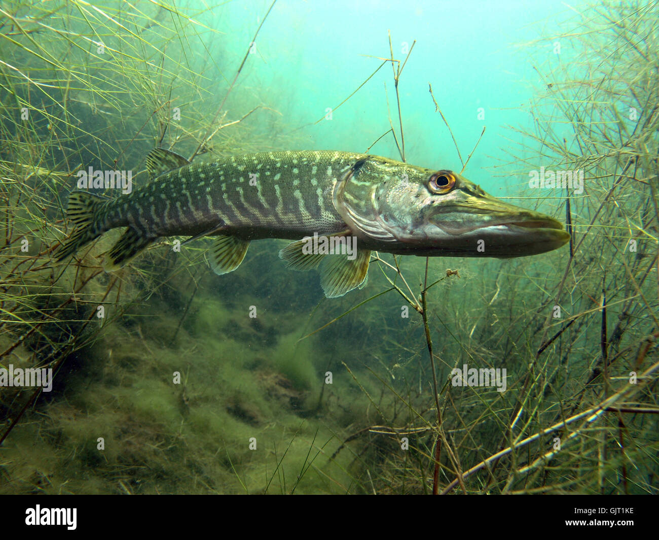 Hecht fisch -Fotos und -Bildmaterial in hoher Auflösung – Alamy