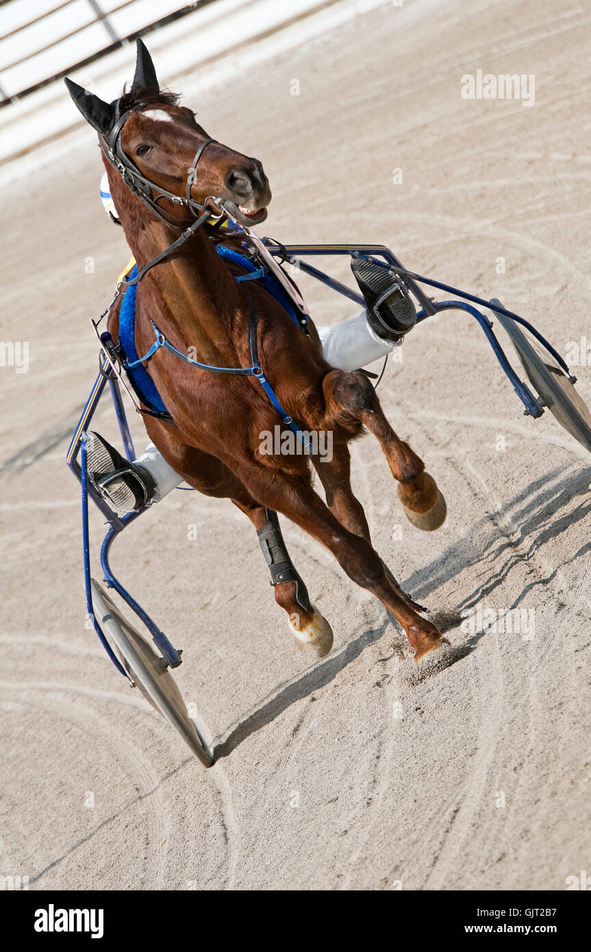 Racing trot -Fotos und -Bildmaterial in hoher Auflösung – Alamy