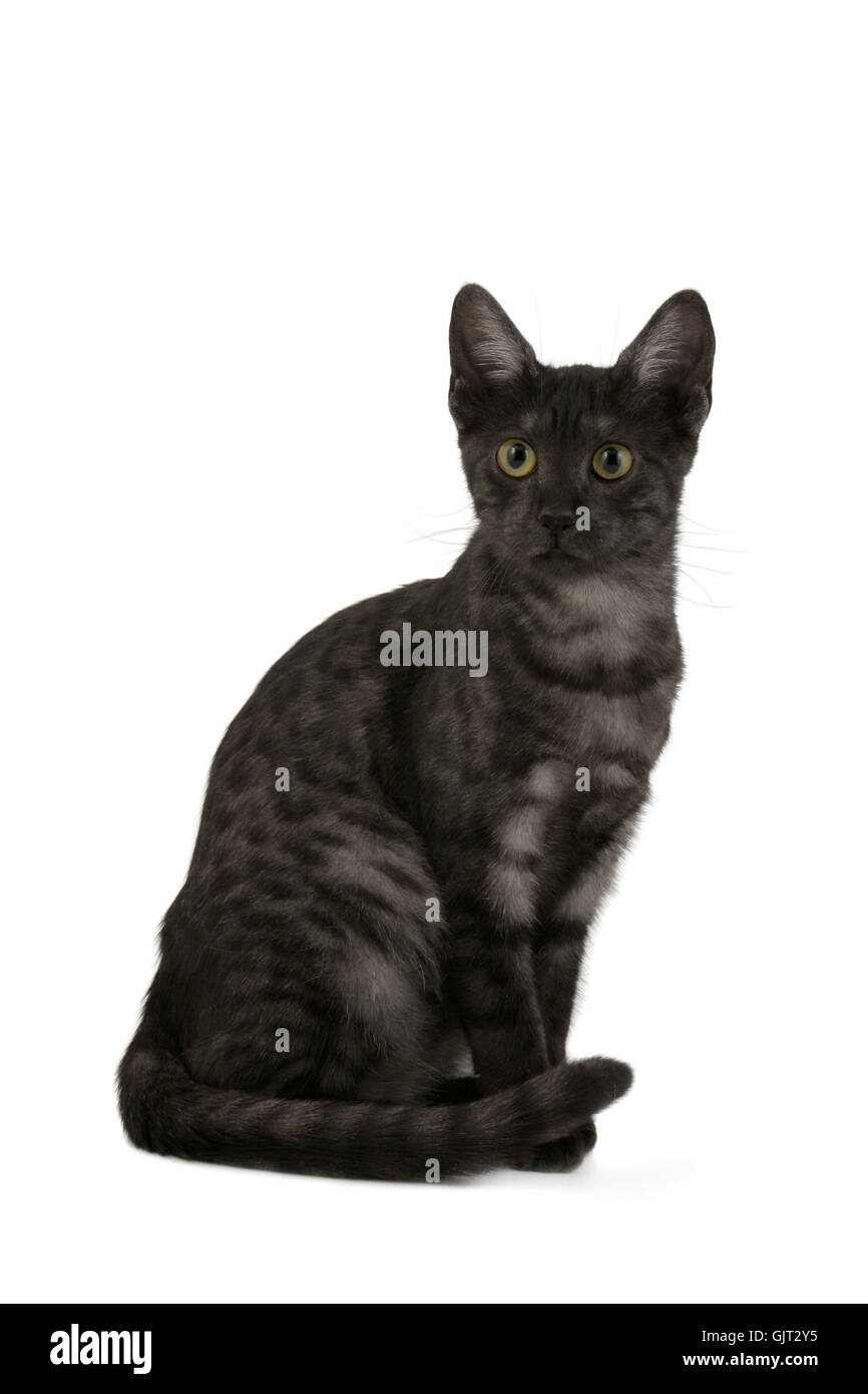 Rauchende katze -Fotos und -Bildmaterial in hoher Auflösung – Alamy