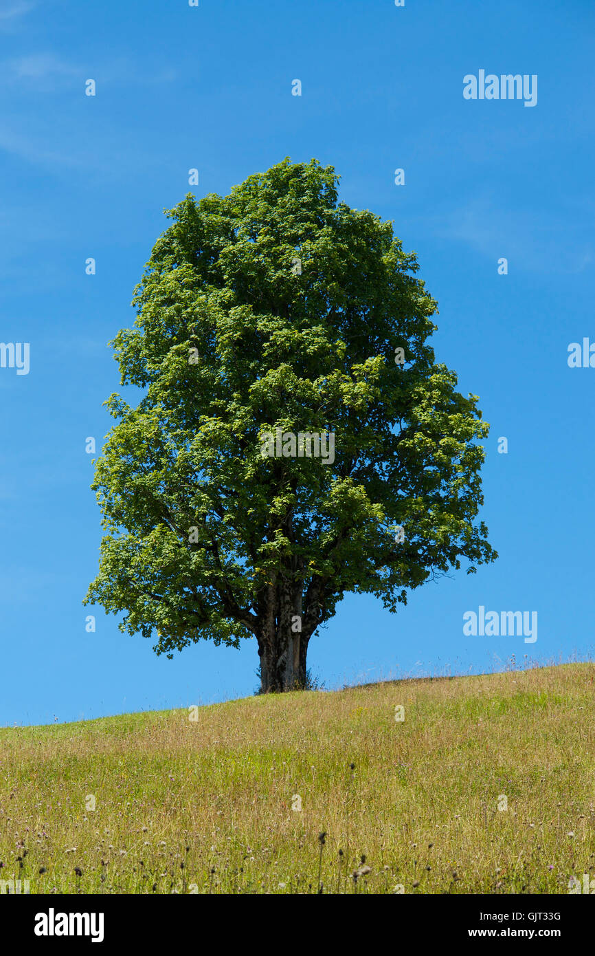 Deciducous tree -Fotos und -Bildmaterial in hoher Auflösung – Alamy