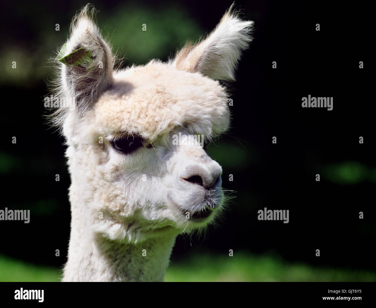 Kopf Von Alpaka Stockfotos und -bilder Kaufen - Alamy