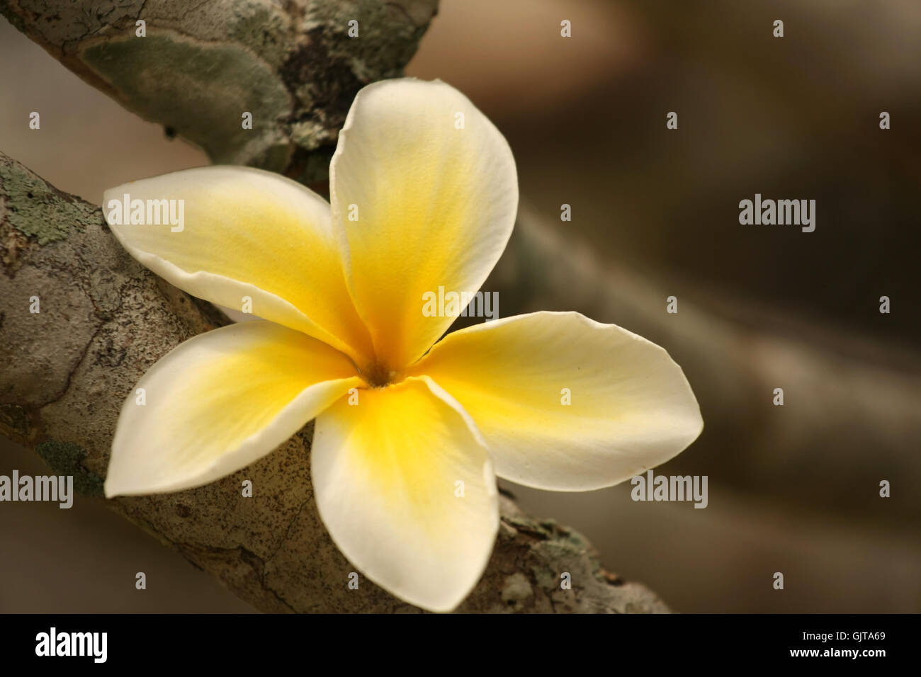 Flower Micronesia Stockfotos und -bilder Kaufen - Alamy