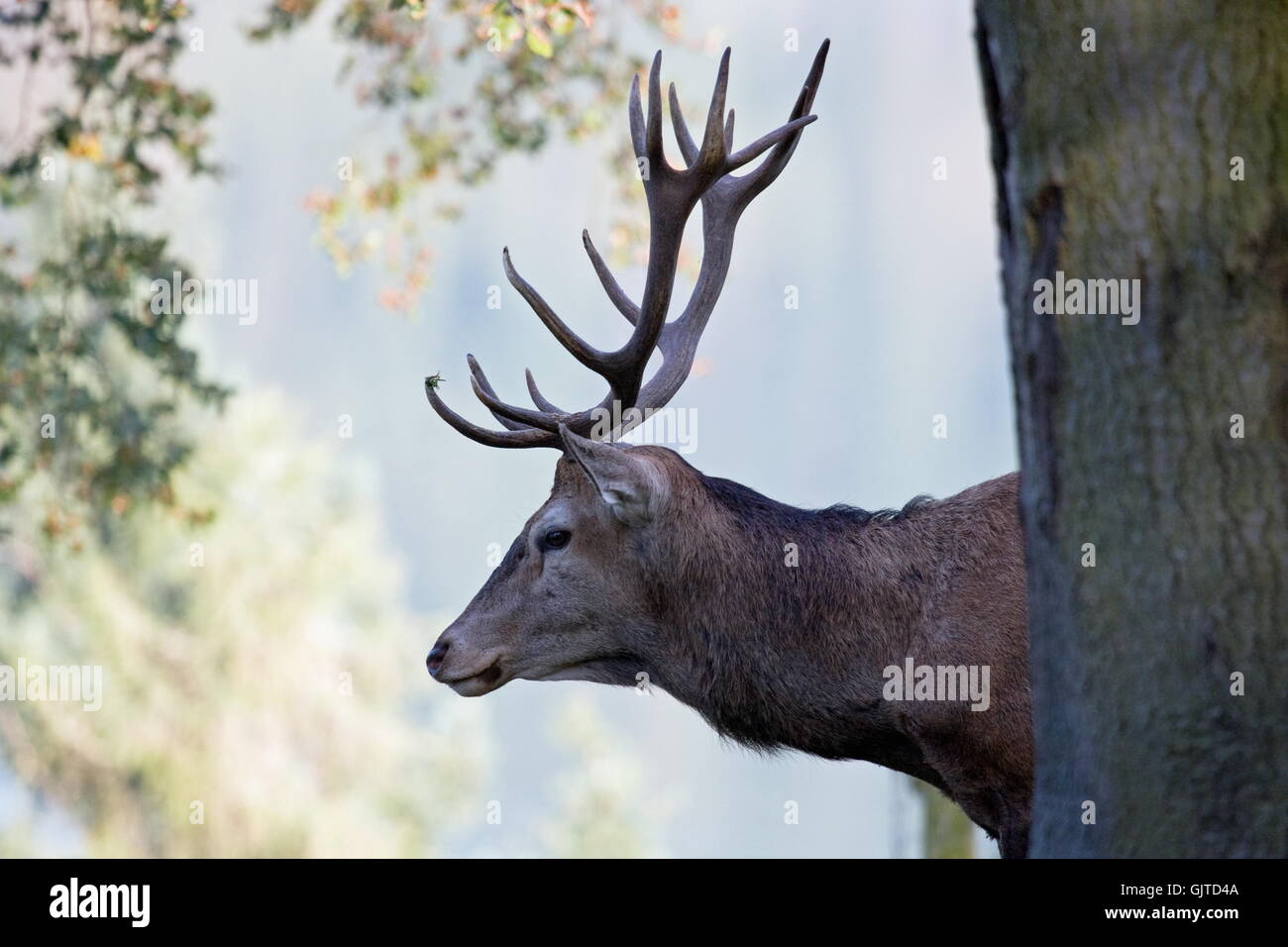 Rotwild hart -Fotos und -Bildmaterial in hoher Auflösung – Alamy