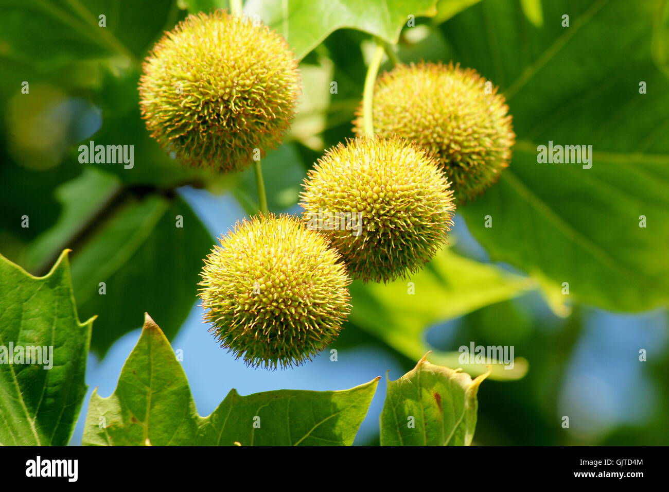 Baum mit früchten -Fotos und -Bildmaterial in hoher Auflösung – Alamy