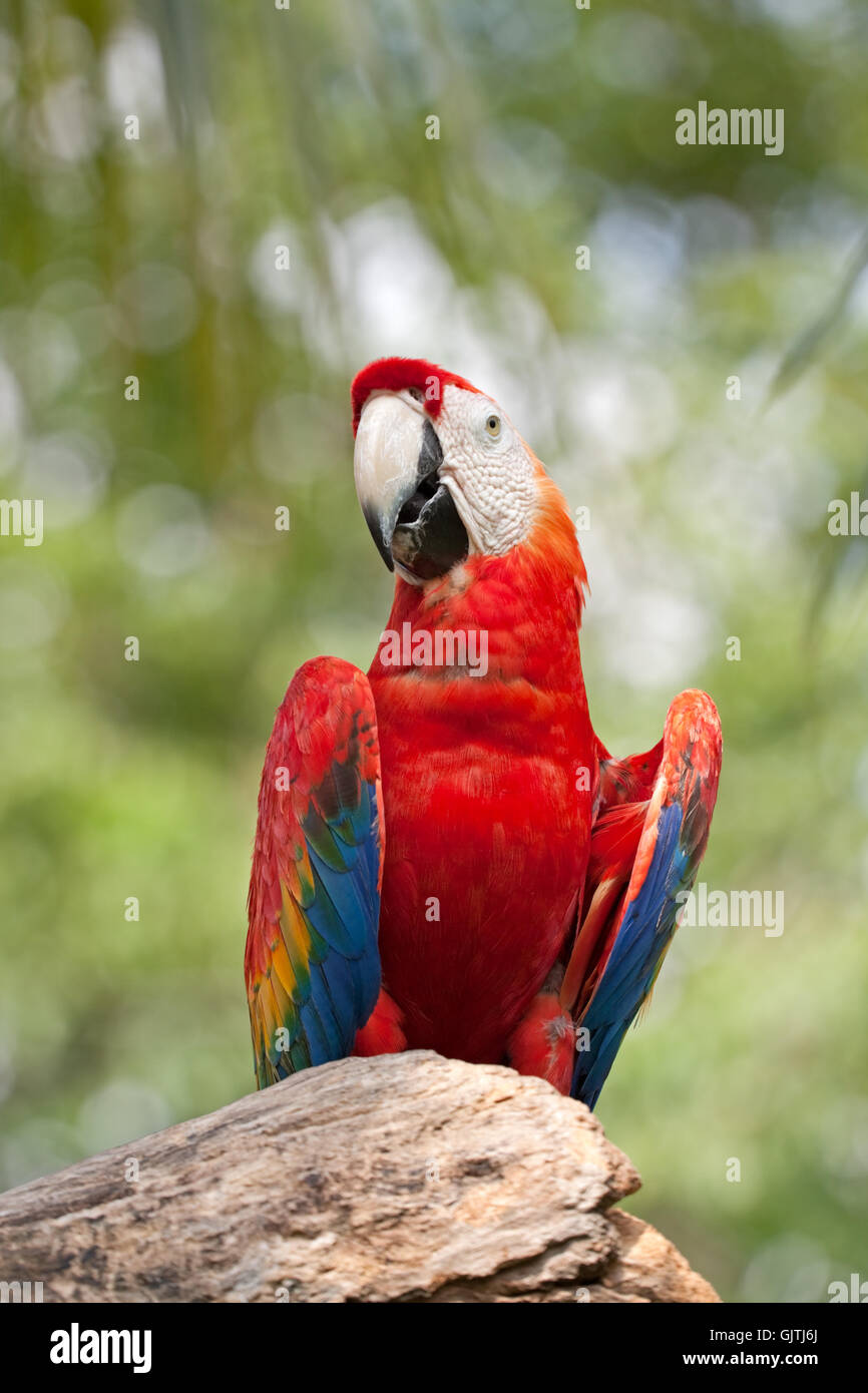 Roter papagei -Fotos und -Bildmaterial in hoher Auflösung – Alamy