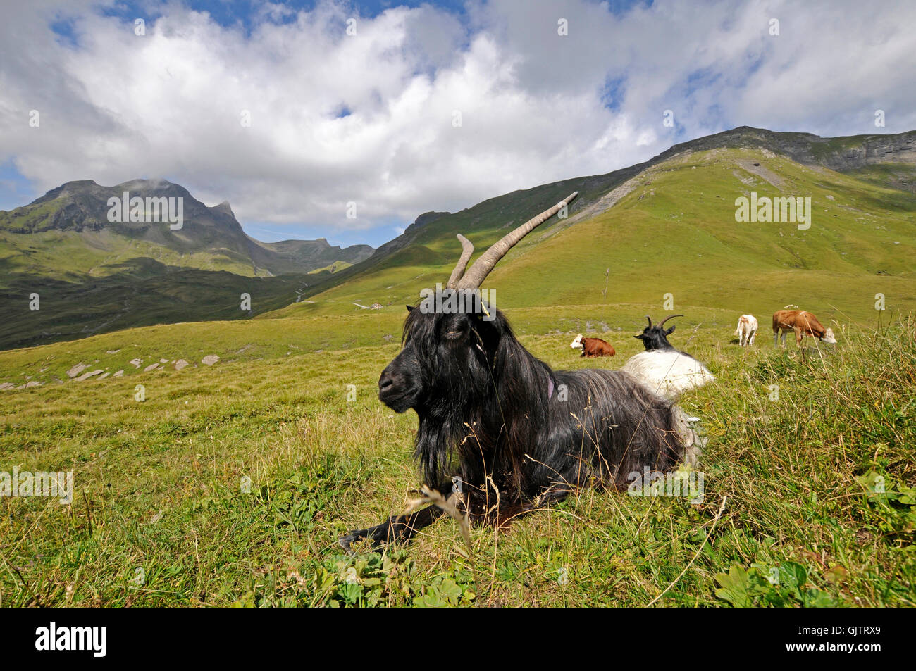 Ziege gebirge -Fotos und -Bildmaterial in hoher Auflösung – Alamy