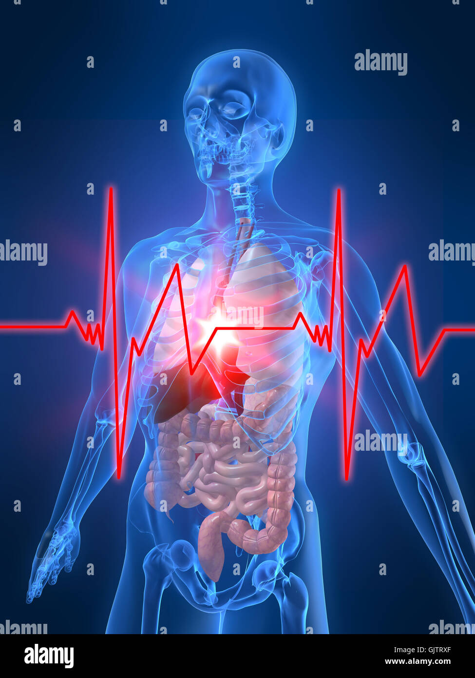 Herzschlag Der Menschlichen Vene Stockfotos und -bilder Kaufen - Alamy