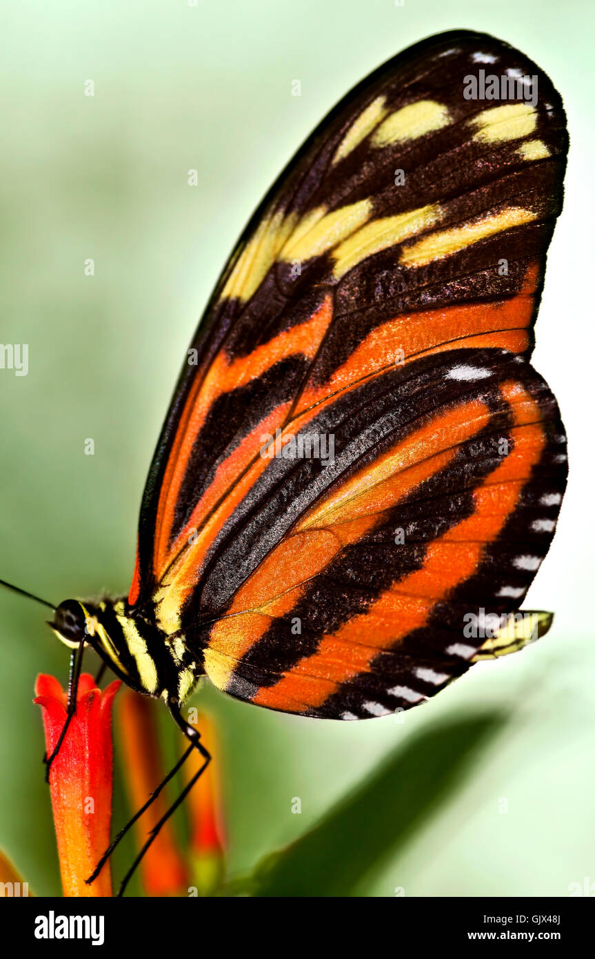 Lycorea schmetterling -Fotos und -Bildmaterial in hoher Auflösung – Alamy