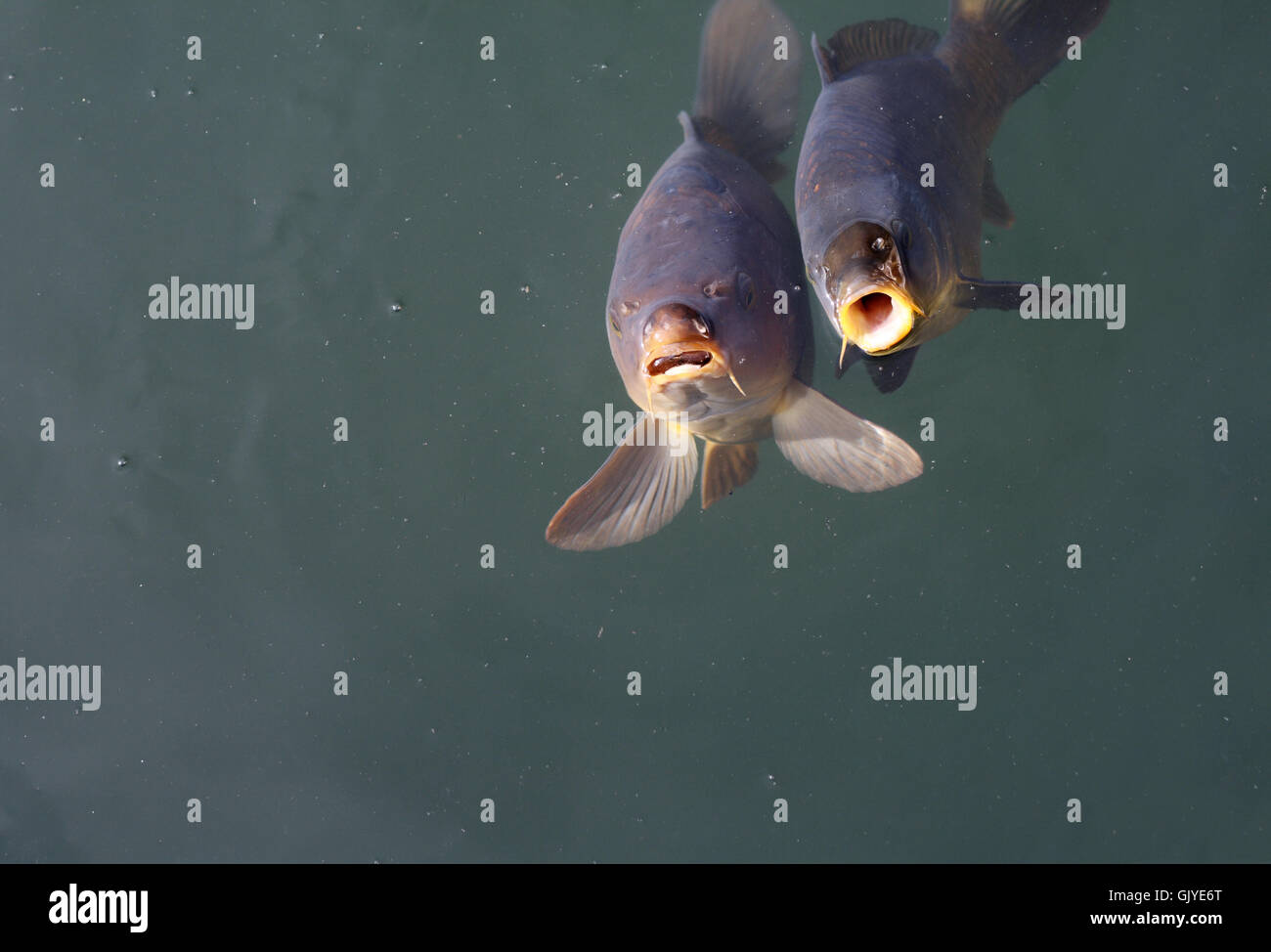 Flossen von fischen -Fotos und -Bildmaterial in hoher Auflösung – Alamy