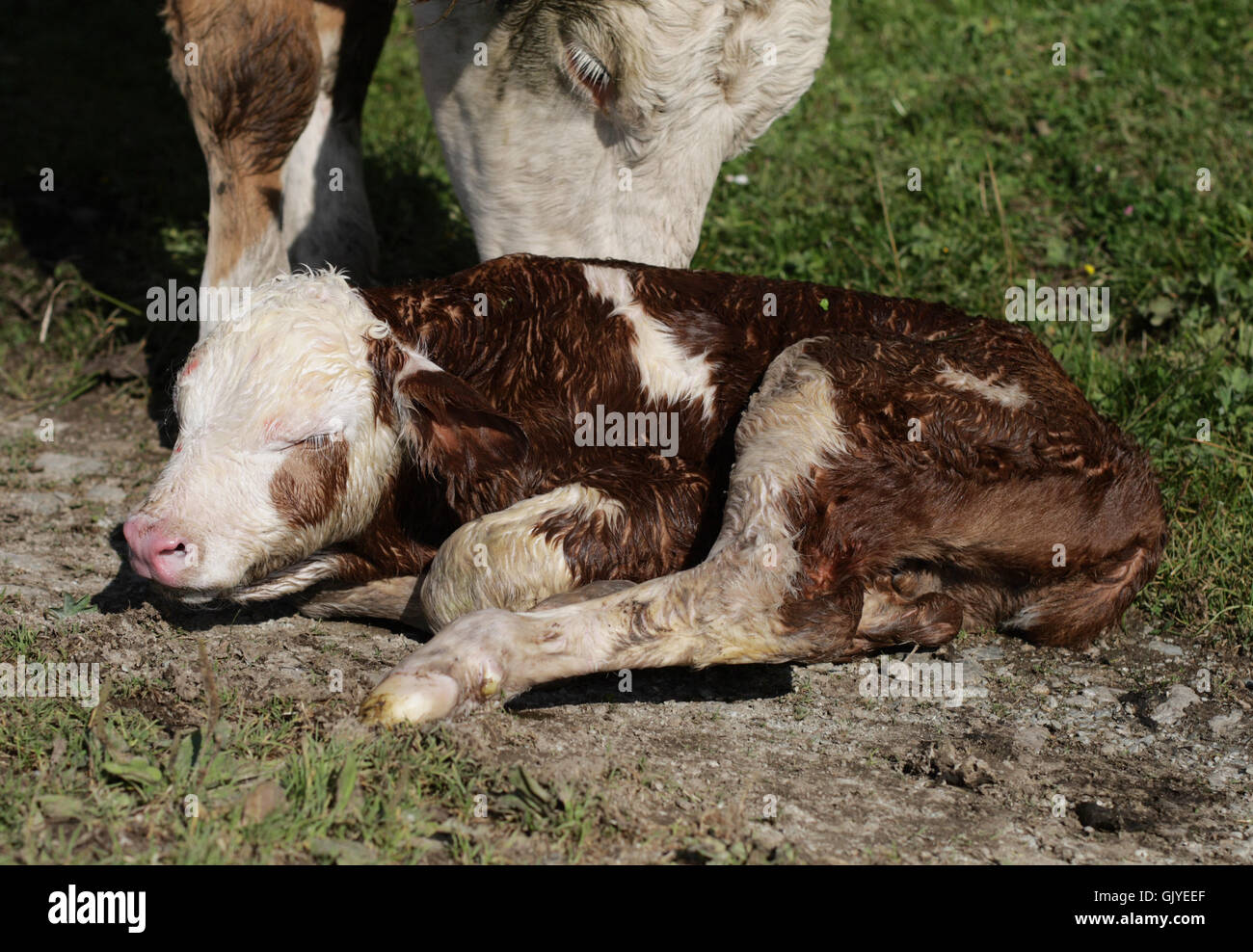 Neugeborenes Kalb Stockfotos und -bilder Kaufen - Alamy