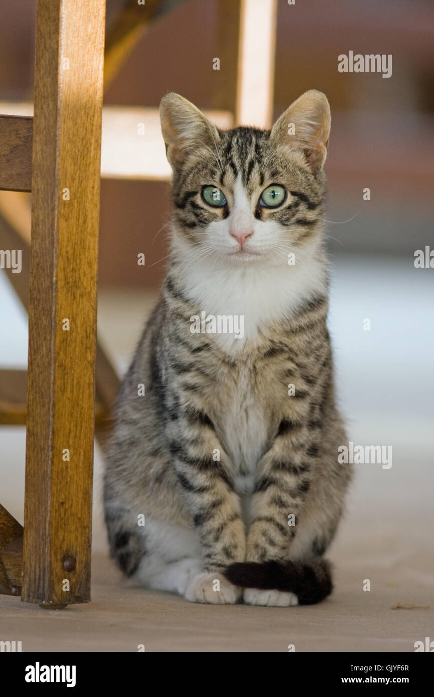 Heimische katze -Fotos und -Bildmaterial in hoher Auflösung – Alamy