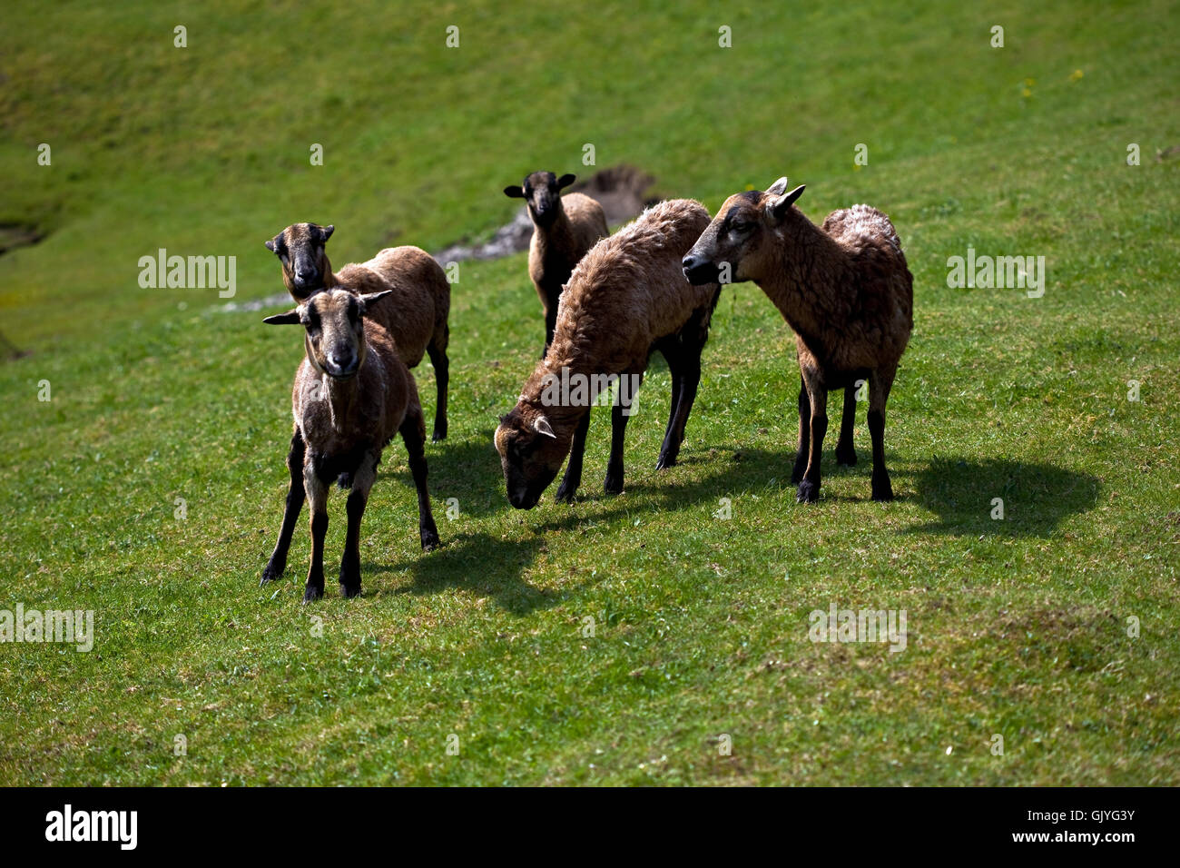 Schafe, die Schlucht zu verschlingen Stockfotografie - Alamy