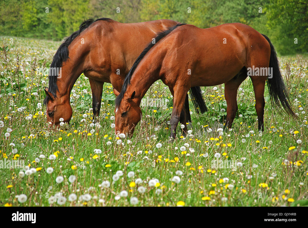 Pferde im gras -Fotos und -Bildmaterial in hoher Auflösung – Alamy
