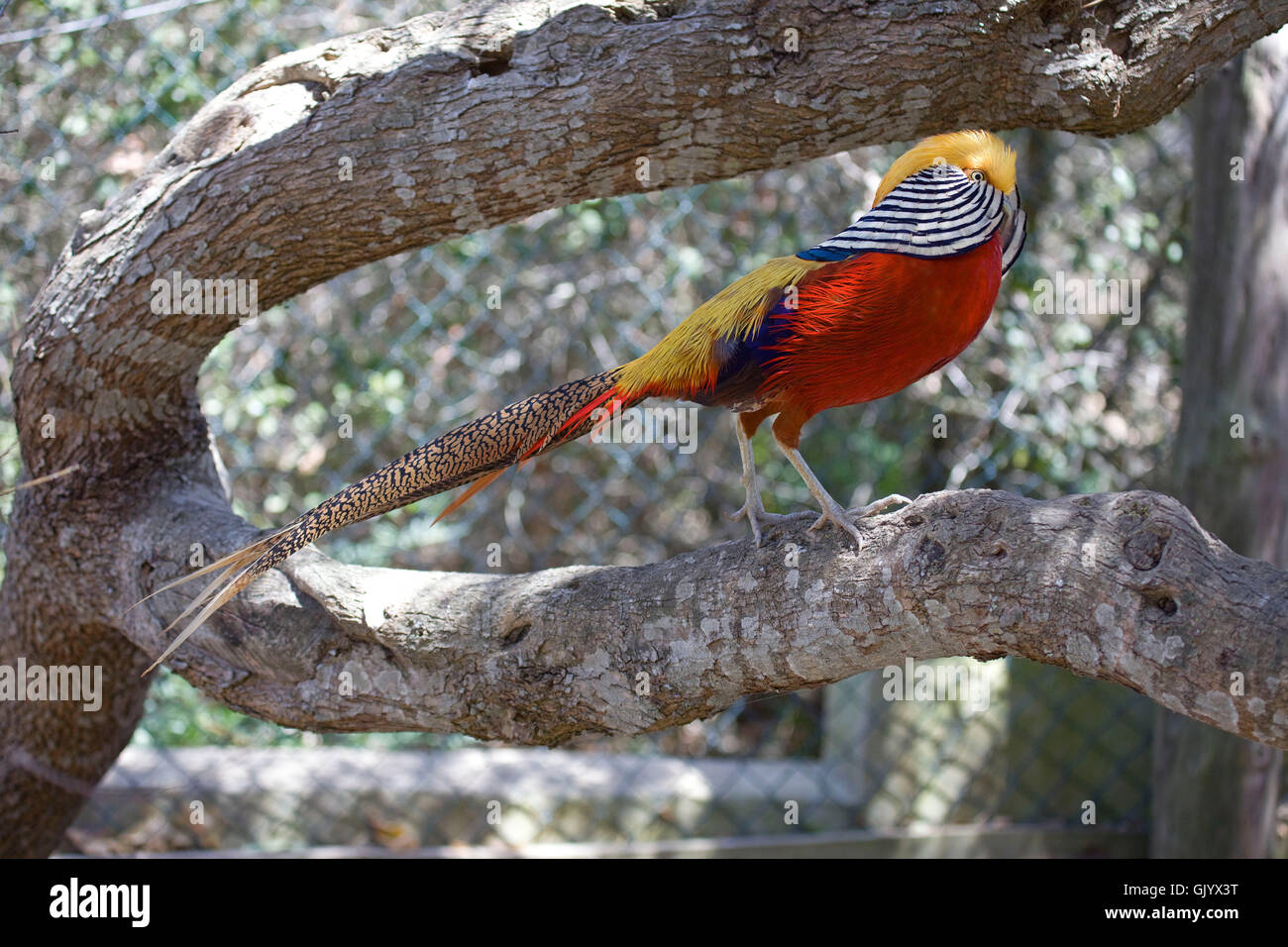 Neugieriger fasan -Fotos und -Bildmaterial in hoher Auflösung – Alamy