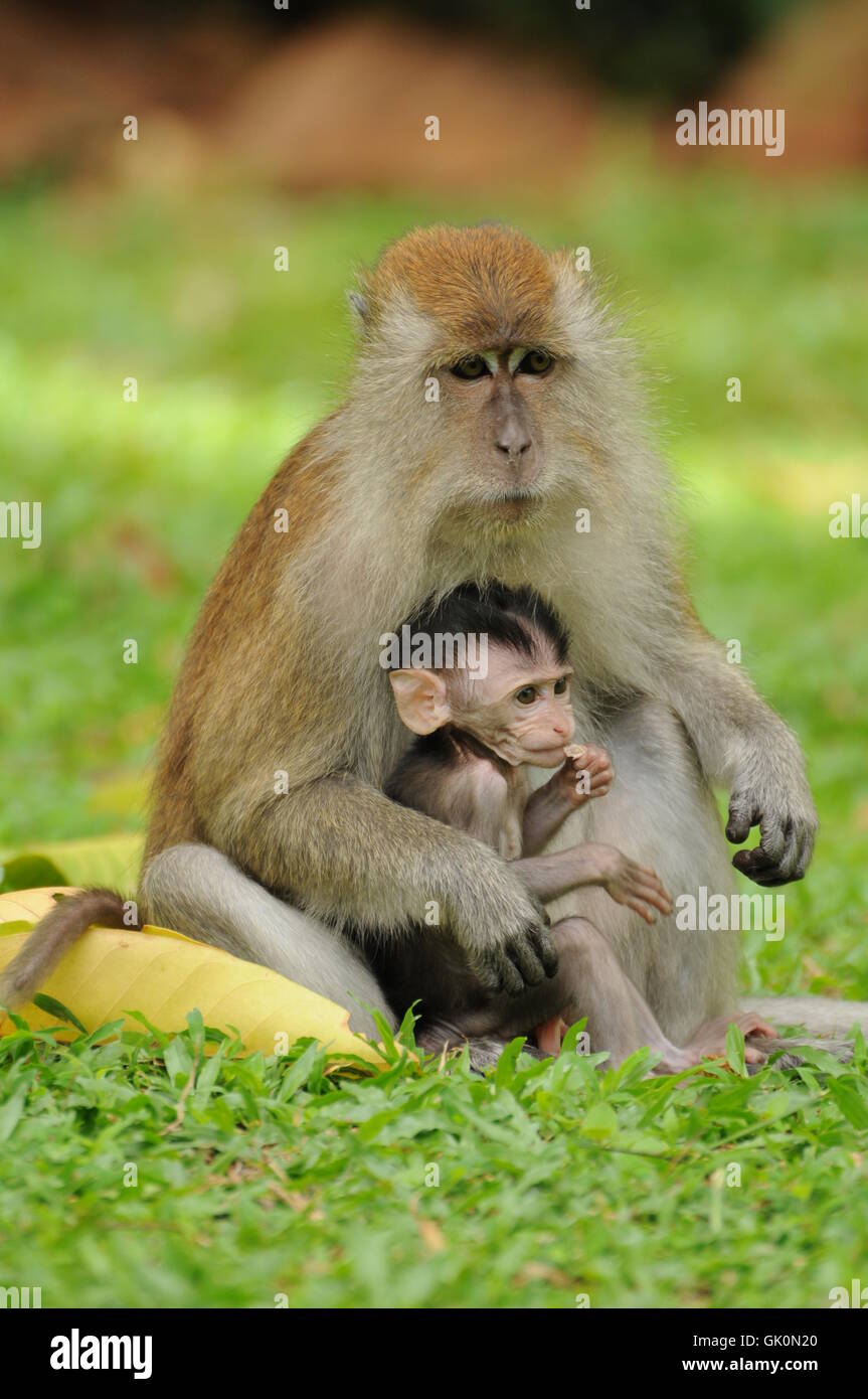 Rhesus Affe Stockfotos und -bilder Kaufen - Alamy