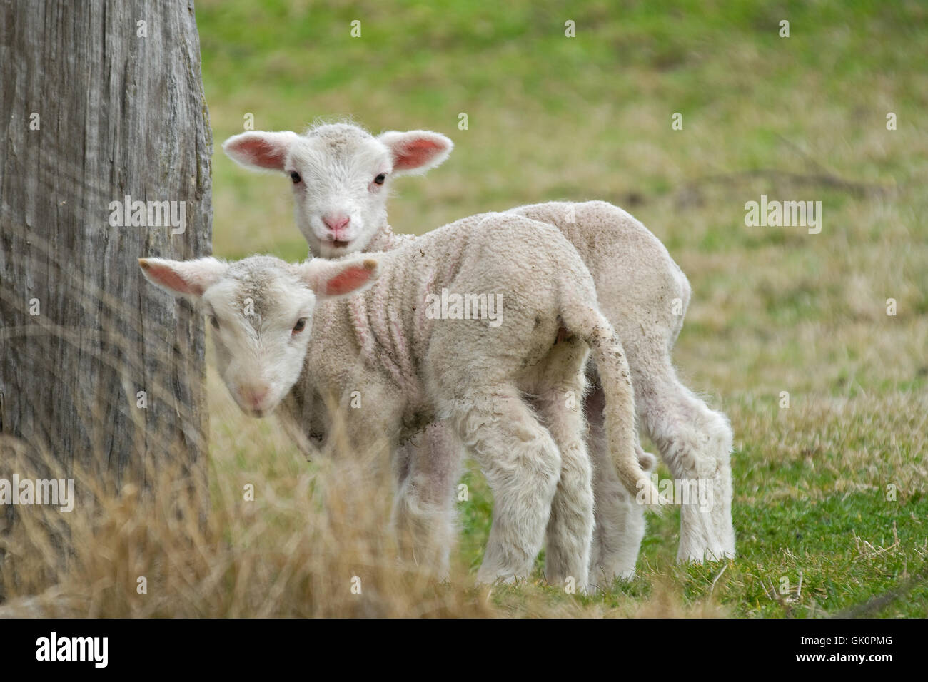 Farmyard animals -Fotos und -Bildmaterial in hoher Auflösung – Alamy