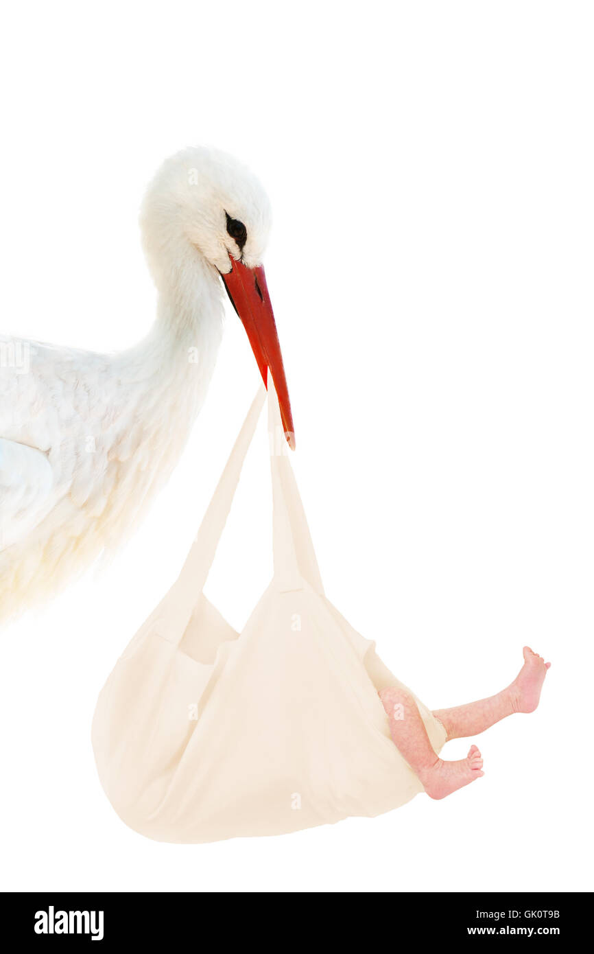 Baby stork -Fotos und -Bildmaterial in hoher Auflösung – Alamy