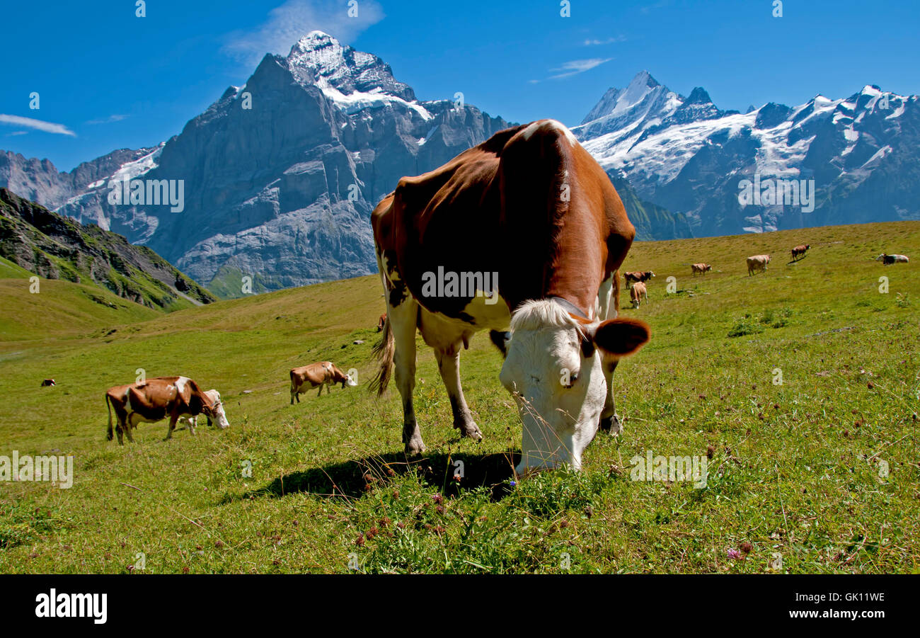 Alp der Schweiz Kuh Stockfotografie - Alamy