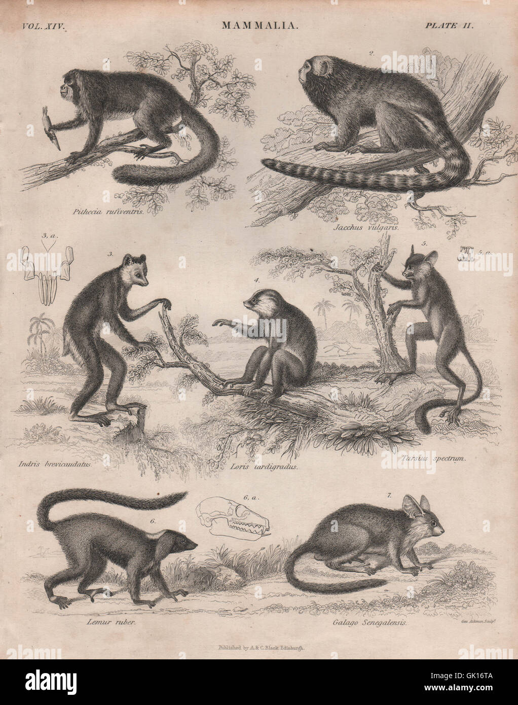 Nacht-Affe. Marmoset. Indri. Loris. Spektrale Koboldmaki. Lemur ...