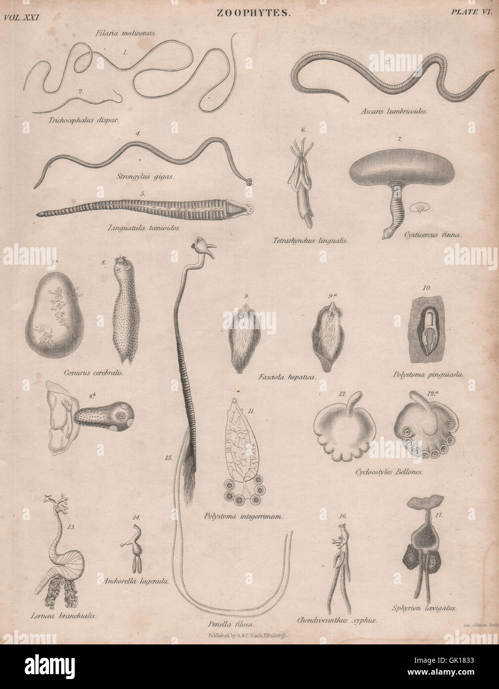 Zoophytes. Filaria Medinensis. Trichocephalus Dispar. Ascaris ...