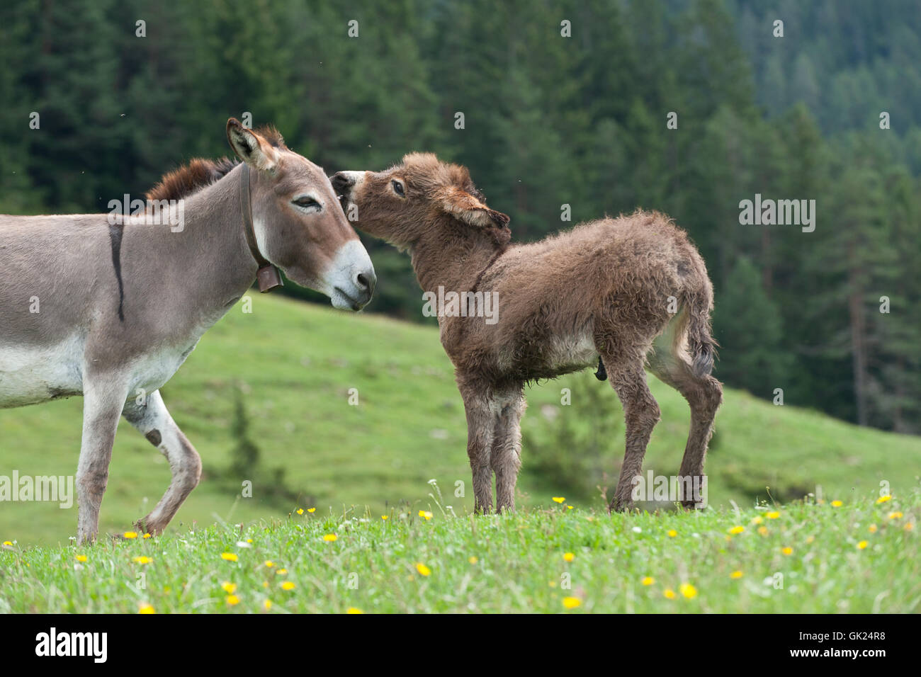 Sicherer esel -Fotos und -Bildmaterial in hoher Auflösung – Alamy