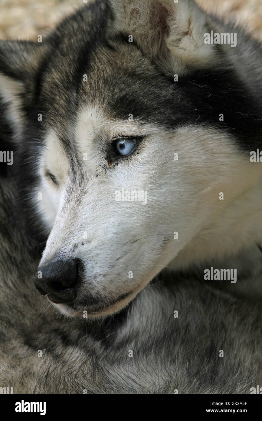 Husky head dog dogs -Fotos und -Bildmaterial in hoher Auflösung – Alamy